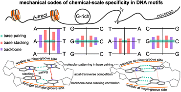 Mechanical codes of chemical-scale specificity in DNA motifs - Chemical ...