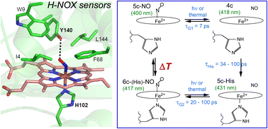The H-NOX protein structure adapts to different mechanisms in sensors ...