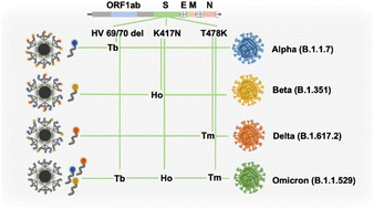 Isotope-encoded tetrahedral DNA for multiple SARS-CoV-2 variant ...