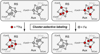 Cluster-selective 57Fe labeling of a Twitch-domain-containing radical ...