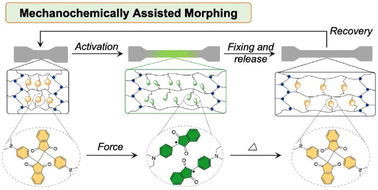 Mechanochemically assisted morphing of shape shifting polymers ...