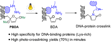 Photo-caged 2-butene-1,4-dial as an efficient, target-specific photo ...