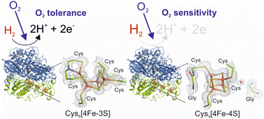 Stepwise conversion of the Cys6[4Fe–3S] to a Cys4[4Fe–4S] cluster and ...