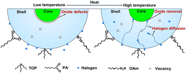Interface defects repair of core/shell quantum dots through halide ion ...