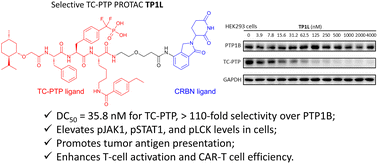 Discovery of a selective TC-PTP degrader for cancer immunotherapy ...