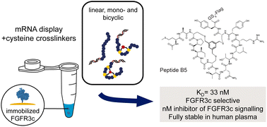 An efficient mRNA display protocol yields potent bicyclic peptide ...