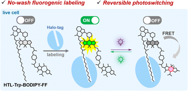 No-wash fluorogenic labeling of proteins for reversible photoswitching ...