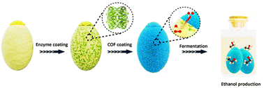 Covalent-organic framework nanobionics for robust cytoprotection ...