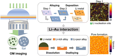 Direct imaging of dynamic heterogeneous lithium–gold interaction at the ...