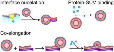 Molecular mechanism of α-synuclein aggregation on lipid membranes ...