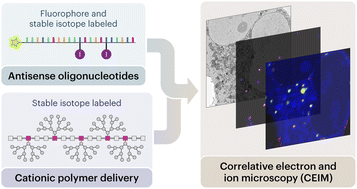 High-resolution visualisation of antisense oligonucleotide release from ...