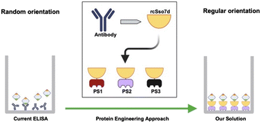 Engineering thermostable affinity proteins for use in high-throughput ...