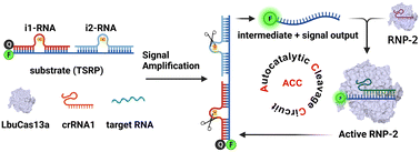 Target-triggered CRISPR–Cas13a autocatalysis-driven amplification ...