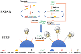 EXPAR and Au–Ag mushroom-shaped SERS probe assisted detection of ...