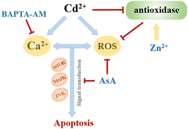 Study on inhibitory effects of AsA, ZnCl2, and BAPTA-AM on Cd2+-induced ...