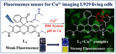 Synthesis and characterization of a rhodamine derivative as a selective switch-on fluorescent ...