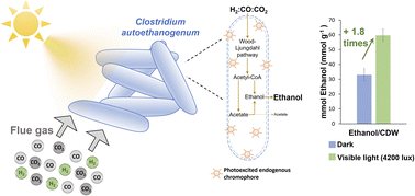Unassisted stimulation of autotrophic ethanol bioproduction by visible ...