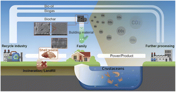 Management of waste crustacean shells for the construction of a carbon ...