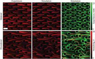 Stress and stretching regulate dispersion in viscoelastic porous media flows - Soft Matter (RSC ...