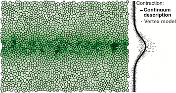 Continuum description of confluent tissues with spatial heterogeneous ...