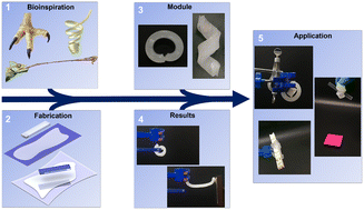 Magnetically controlled bio-inspired elastomeric actuators with high ...