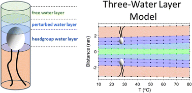 Planar confined water organisation in lipid bilayer stacks of ...