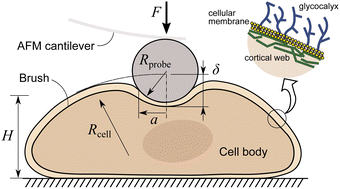 AFM-based spherical indentation of a brush-coated soft material ...