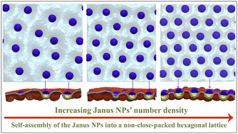 Non-close-packed hexagonal self-assembly of Janus nanoparticles on ...