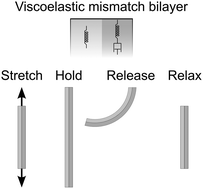 Elastic/viscoelastic polymer bilayers: a model-based approach to ...