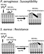 Bacterial susceptibility and resistance to modelin-5 - Soft Matter (RSC ...