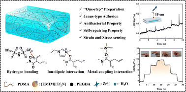Janus-type ionic conductive gels based on poly(N,N-dimethyl)acrylamide ...