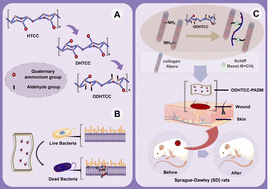 Balanced chemical reactivity, antimicrobial properties and ...