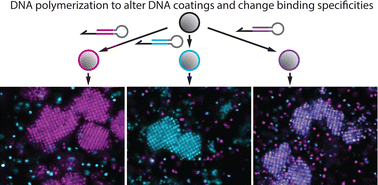 A simple method to alter the binding specificity of DNA-coated colloids ...