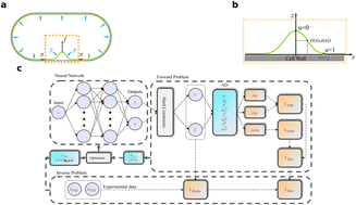 Inferring biophysical properties of membranes during endocytosis using ...