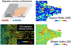 Gradients in cell density and shape transitions drive collective cell ...