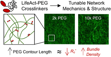 Highly flexible PEG-LifeAct constructs act as tunable biomimetic actin ...