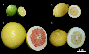 Analysis of the peel structure of different Citrus spp. via light ...