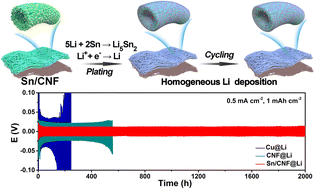 Steady cycling of lithium metal anode enabled by alloying Sn-modified ...