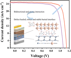 Tailoring buried interface of tin oxide-based n-i-p perovskite solar ...