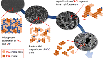 Toward regulating biodegradation in stages of polyurethane copolymers ...