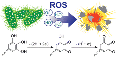 Synthesis of biologically derived poly(pyrogallol) nanofibers for ...