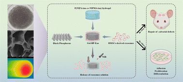 Black phosphorus thermosensitive hydrogels loaded with bone marrow ...