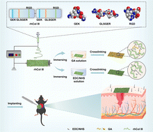 Electrospun nanofibrous membranes of recombinant human collagen type ...