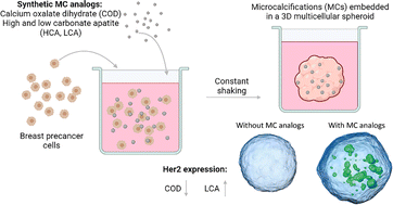 Multicellular spheroids containing synthetic mineral particles: an ...