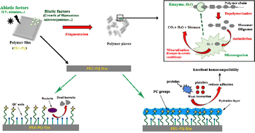 Enhanced hemocompatibility and antibacterial activity of biodegradable ...