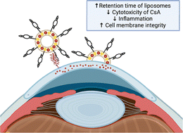 Mucin-targeting-aptamer functionalized liposomes for delivery of ...