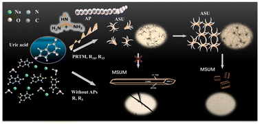 Arginine-rich peptides as crystallization inhibitors for sodium urate ...