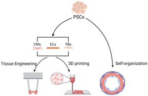 Cardiac organoid: multiple construction approaches and potential ...