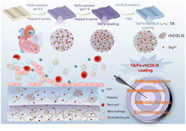 Postfunctionalization of biological valve leaflets with a polyphenol ...