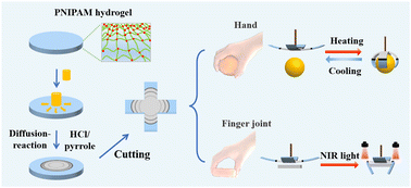 A hydrogel gripper enabling fine movement based on spatiotemporal ...